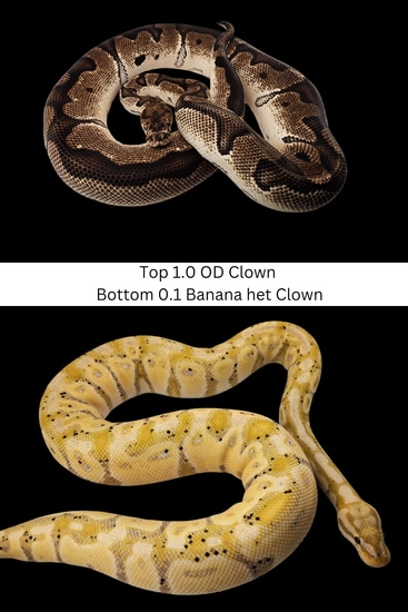 1.3 Clown Package Ball Python by Ophidian Exotics
