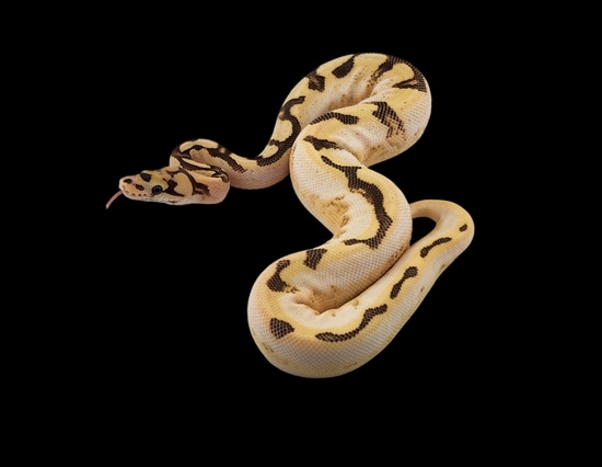Calico Spider Asphalt Gravel Ball Python by Ophidian Exotics
