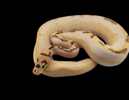OD Calico Spider Asph Gravel Ball Python by Ophidian Exotics