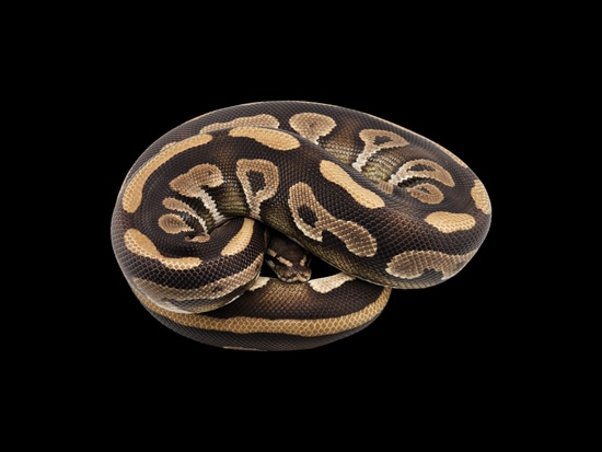 Leo Phantom Ball Python by Ophidian Exotics