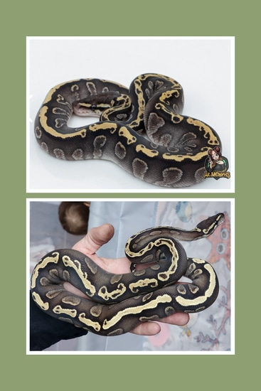 GHI Sapphire Phantom Ball Python by Ophidian Exotics