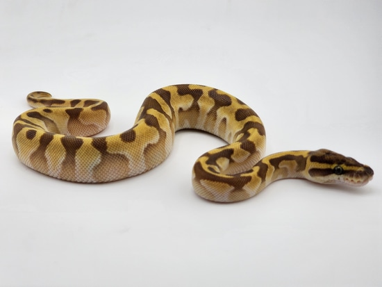 Lesser Vanilla Enchi 50% Het Black Axanthic Ball Python by Ophidian Exotics