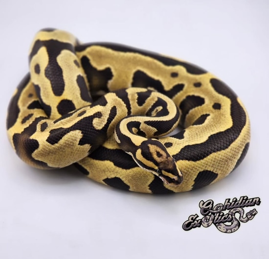 Leo YB DG Het Crytic Ball Python by Ophidian Exotics