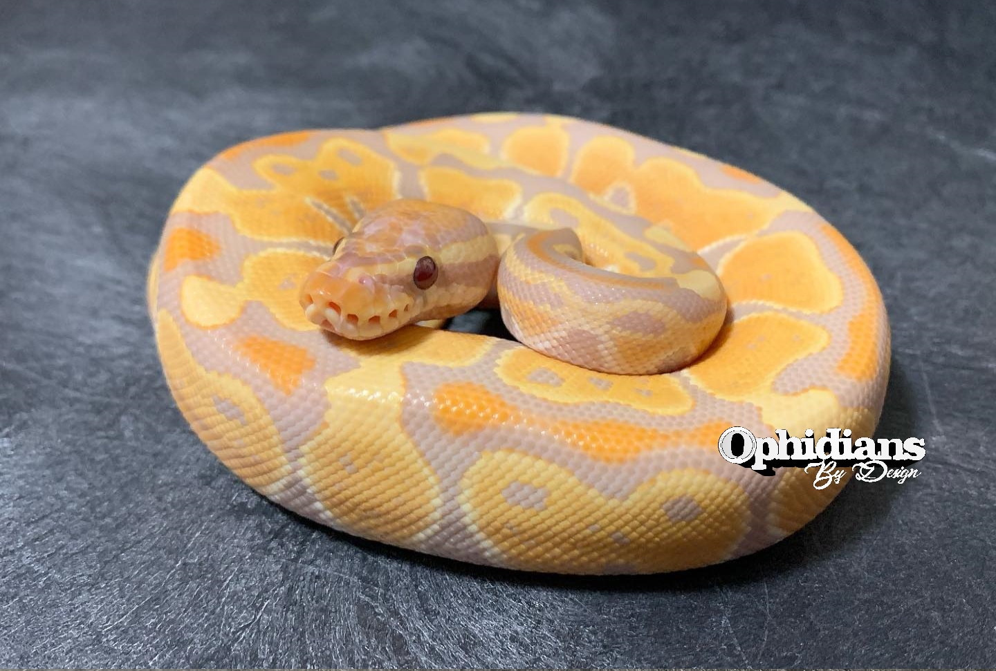 Pastel Banana Ultramel Ball Python by Ophidians By Design - MorphMarket