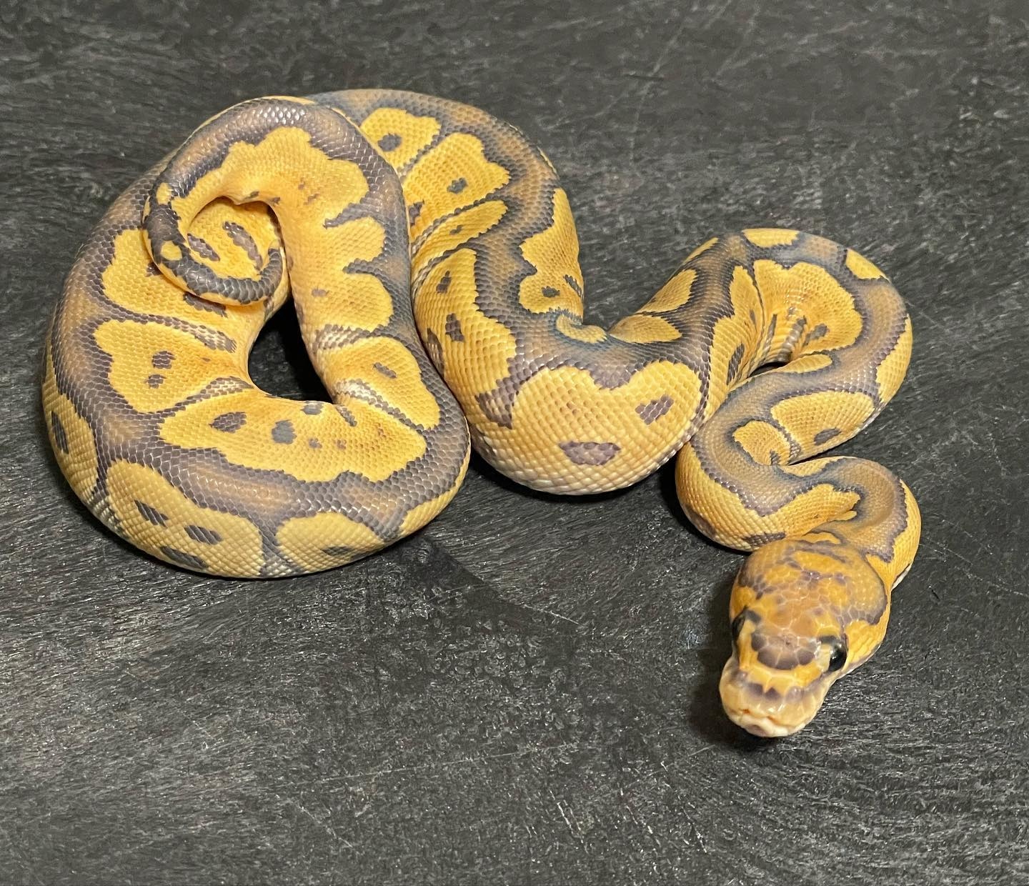 Hypo Clown Ball Python by Ophidians By Design - MorphMarket