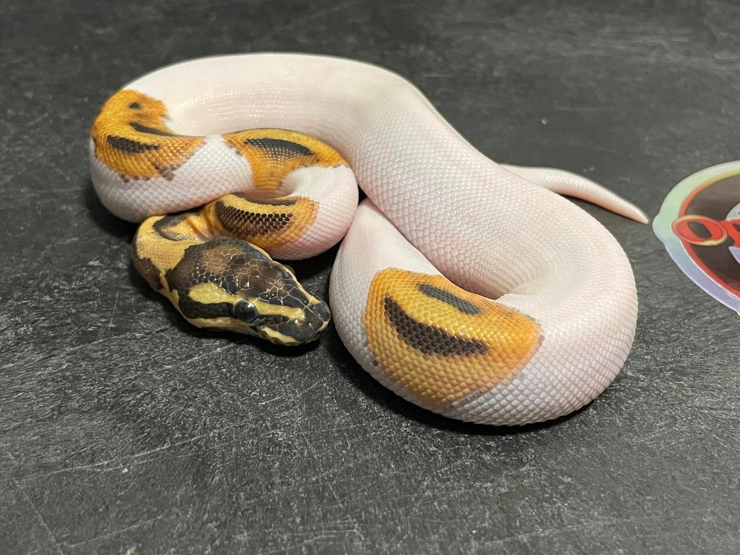 Pied Ball Python by Ophidians By Design - MorphMarket