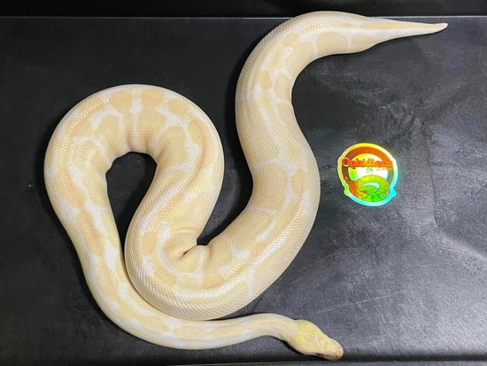 Albino Ball Python by Ophidians By Design