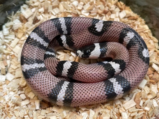 Anery Honduran Milk Snake by Ophidians By Design