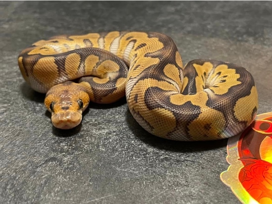 Super Blade Phantom Clown Ball Python by Ophidians By Design