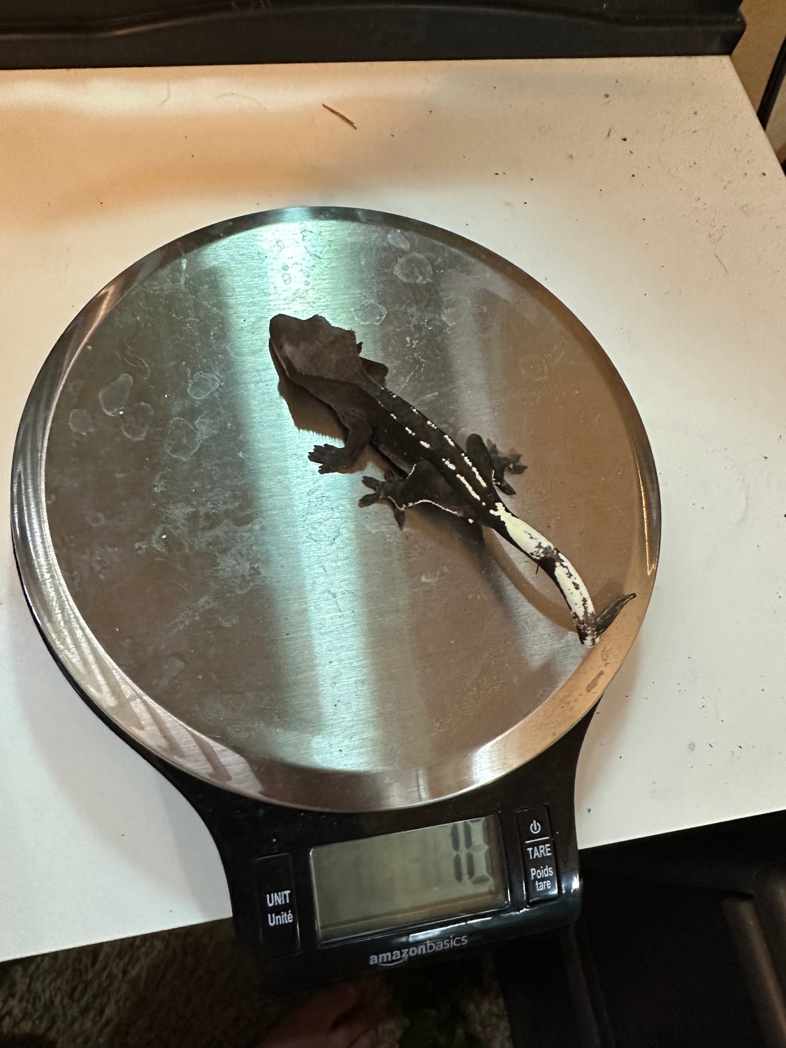 Visual Axanthic Crested Gecko by Zach’s Chams and Cresteds - MorphMarket