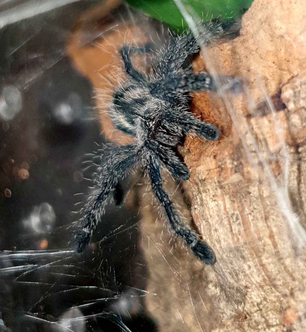 Avicularia Purpurea Purple Pink Toe Tarantula by Olivia's exotics ...