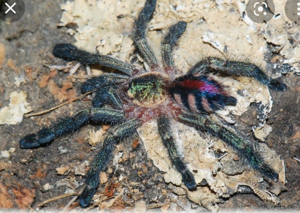 Amazon Sapphire Pink Toe Tarantula by Olivia's exotics - MorphMarket