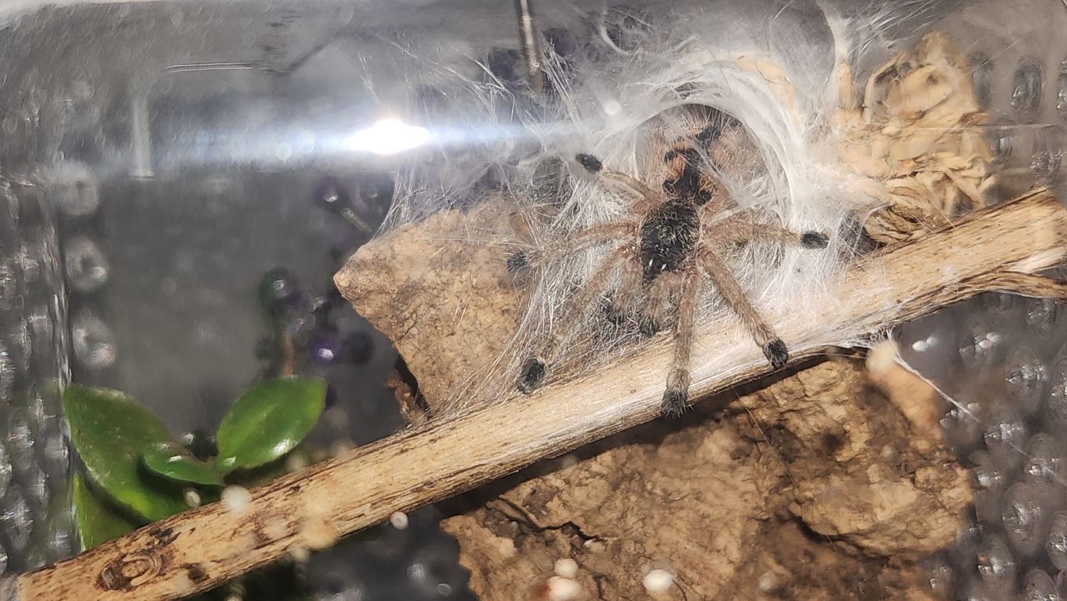 Avicularia Minatrix, Red Slate Tarantula by Olivia's exotics - MorphMarket