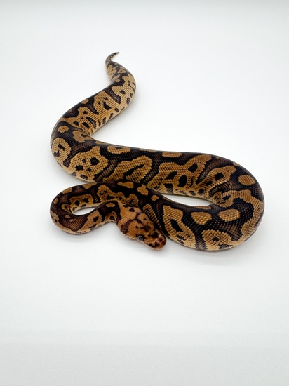 Confusion Clown Ball Python by Opulent Reptiles