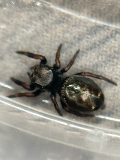 I4 Regal Jumping Spider Sling (Phidippus Regius) Unsexed by Opulent ...