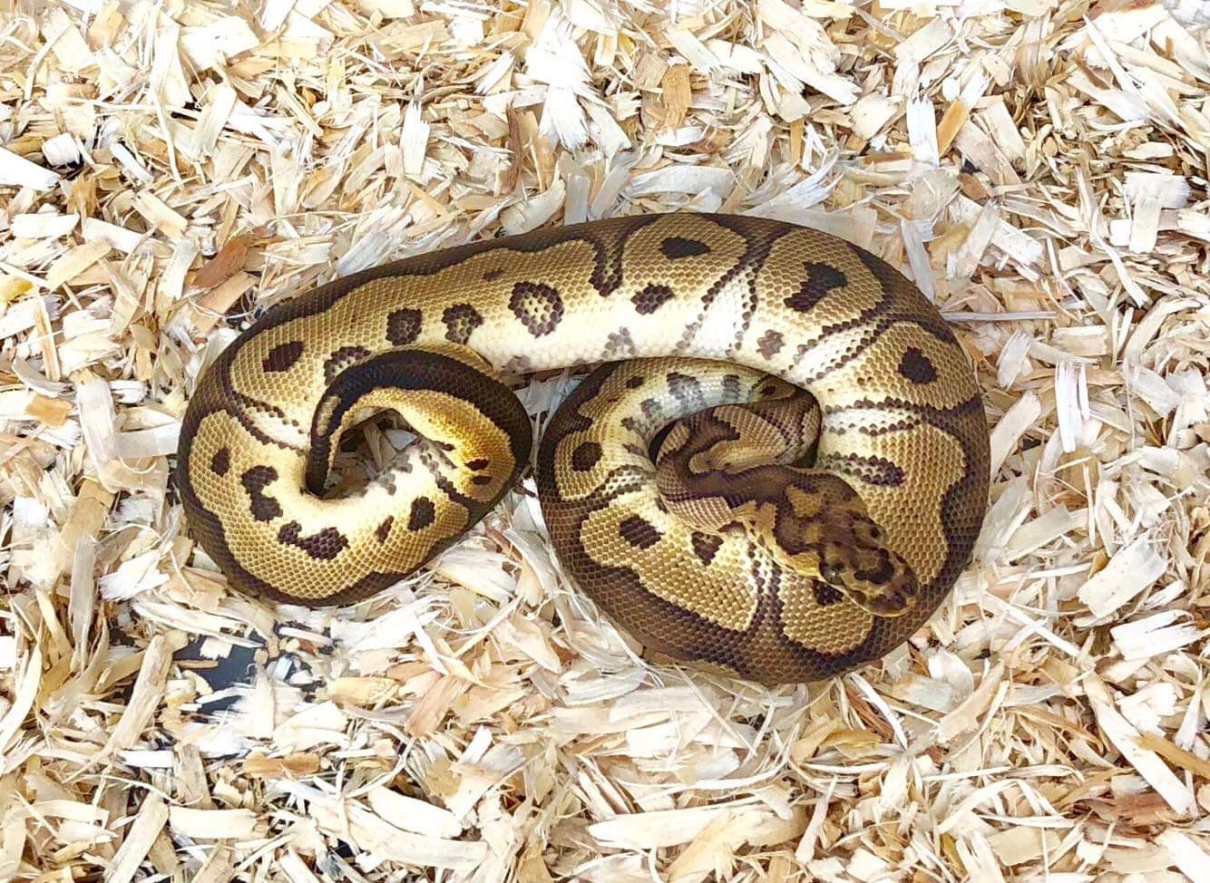 Clown Het Vpi Axanthic Ball Python by Rowland Reptiles - MorphMarket