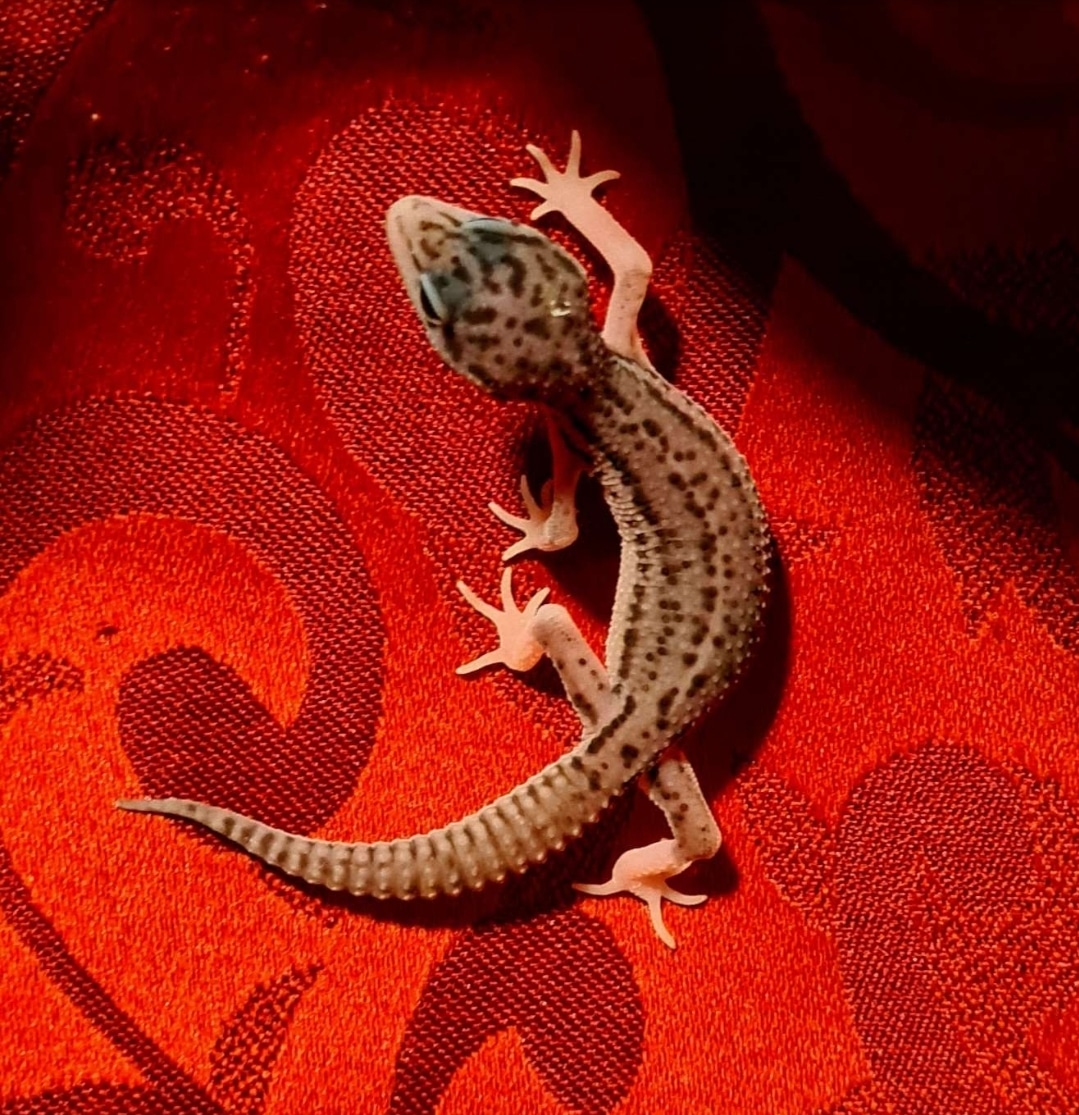 1.0 Galaxy Leopard Gecko by Mystic_Gecko - MorphMarket