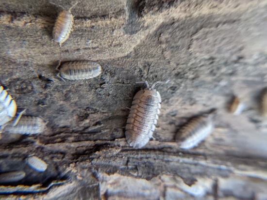 Armadillidium Peraccae "Sandstone" 12ct Isopod by Cabinets of Wonder