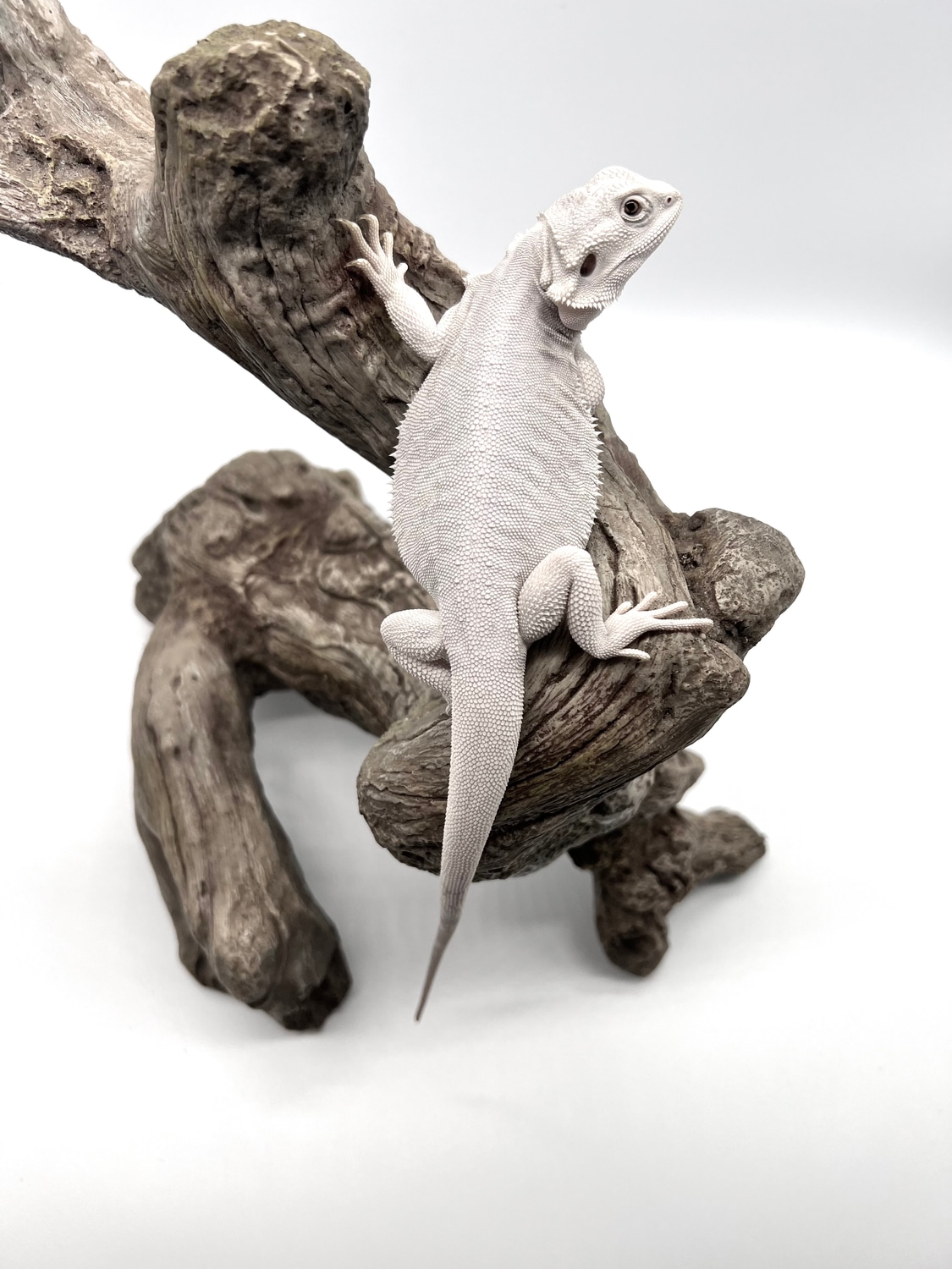 Hypo Zero Leatherback Central Bearded Dragon by Reptilemon - MorphMarket