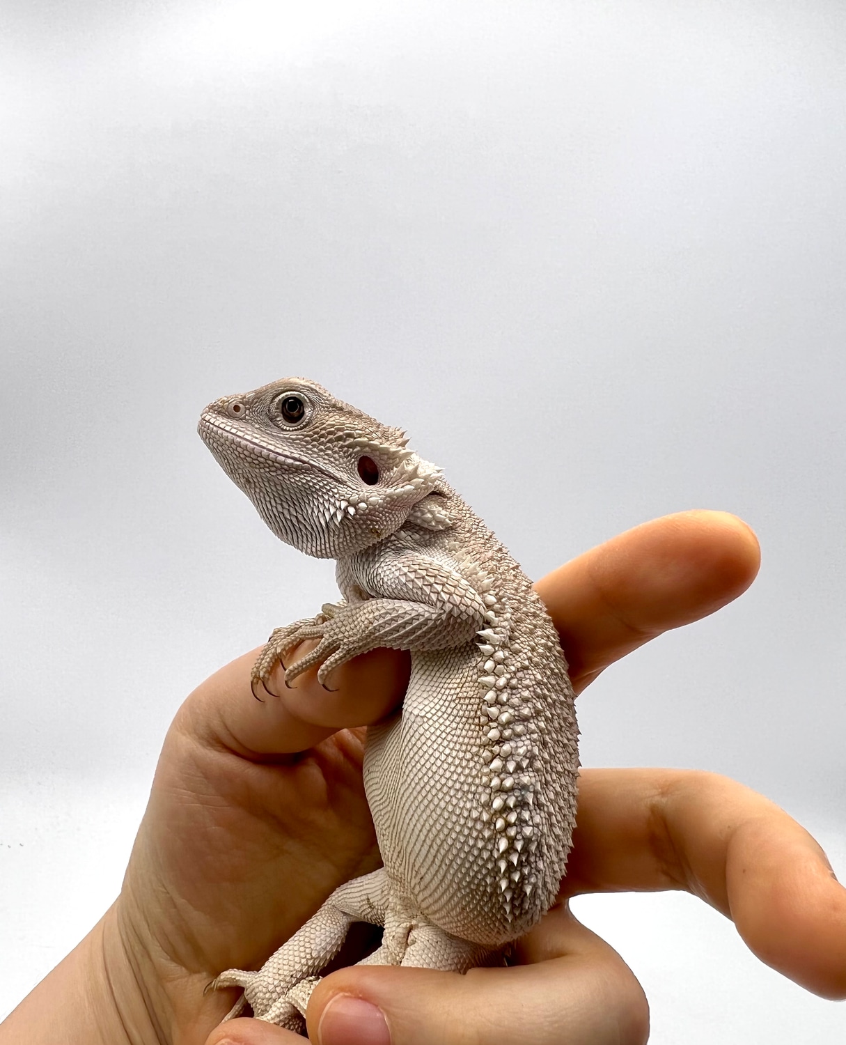 Zero Bearded Dragon Central Bearded Dragon by Reptilemon - MorphMarket