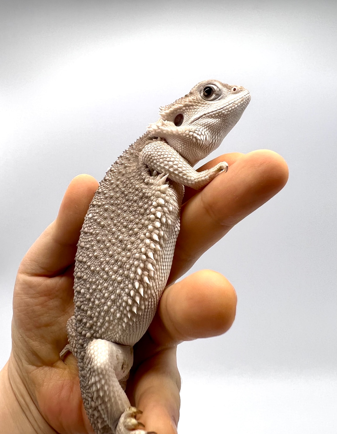 Zero Bearded Dragon Central Bearded Dragon by Reptilemon - MorphMarket