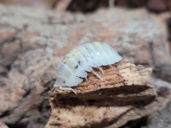 10+ "Magic Potion" "Japanese Line" (Armadillidium Vulgare) Isopod by ...