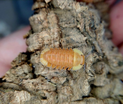 Temperate Springtails. Isopod by Reptilemon - MorphMarket