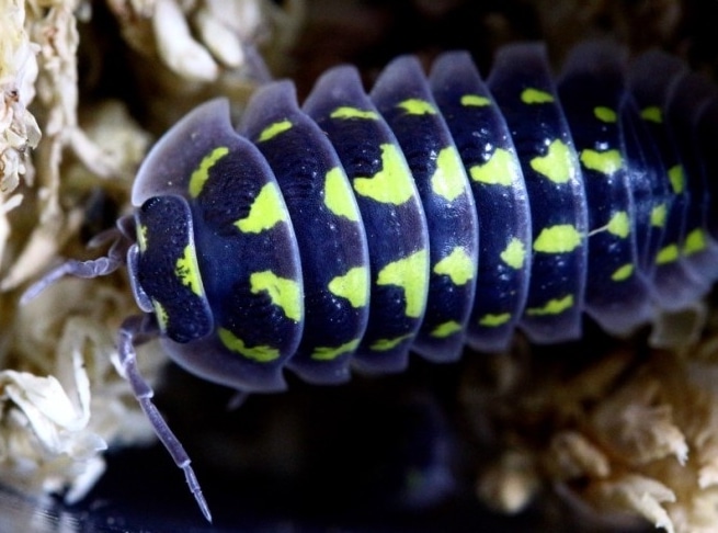 Yellow Spotted Armadillidium "Gestroi" 10+ Culture Isopod by Reptilemon ...