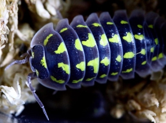 Yellow Spotted Gestroi | Armadillidium Gestroi Isopod by Reptilemon