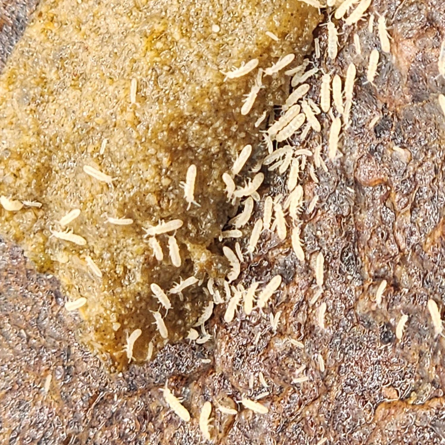 Temperate Springtails. Isopod by Reptilemon - MorphMarket