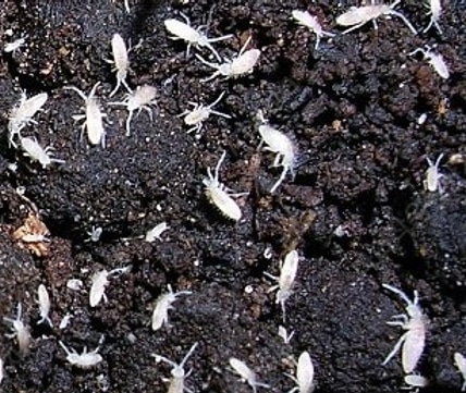 Temperate Springtails. Isopod by Reptilemon - MorphMarket