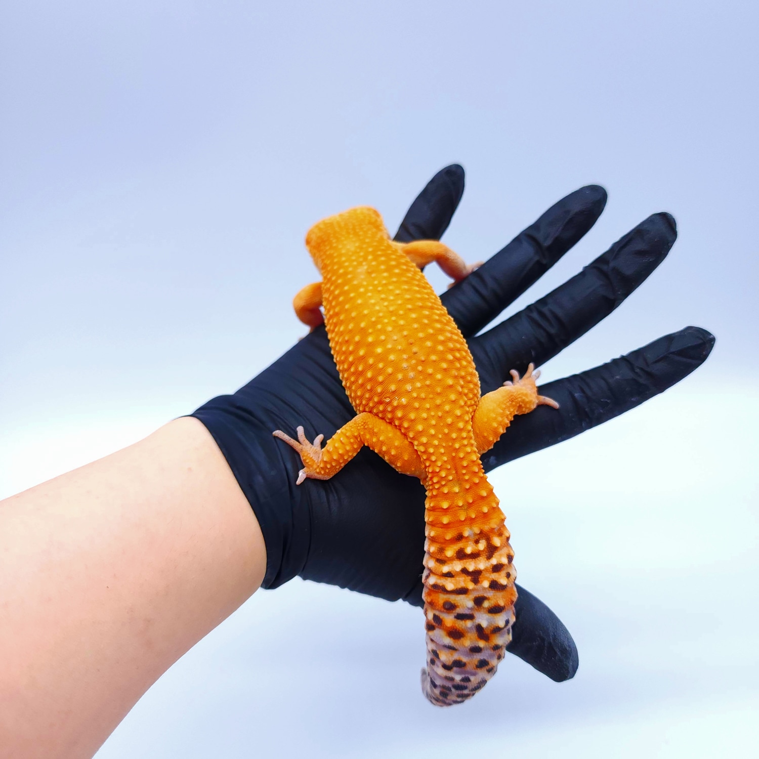 2022 Blood Tangerine Leopard Gecko by Reptilemon - MorphMarket