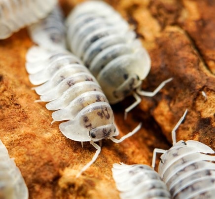 "Shiro Utsuri" Cubaris SP Isopod by Reptilemon - MorphMarket