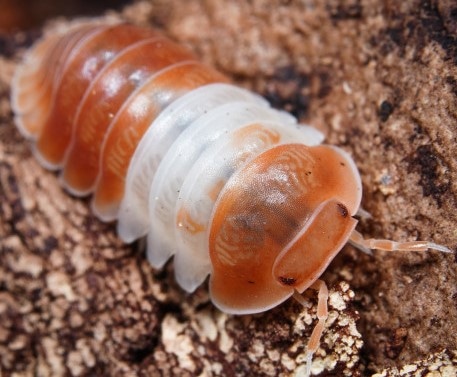 Cubaris Sp. "Red Panda" 10+ Culture Isopod by Reptilemon - MorphMarket