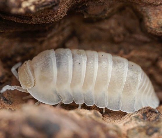 10+ "Glacier/White" Cubaris Murina Isopod by Reptilemon - MorphMarket