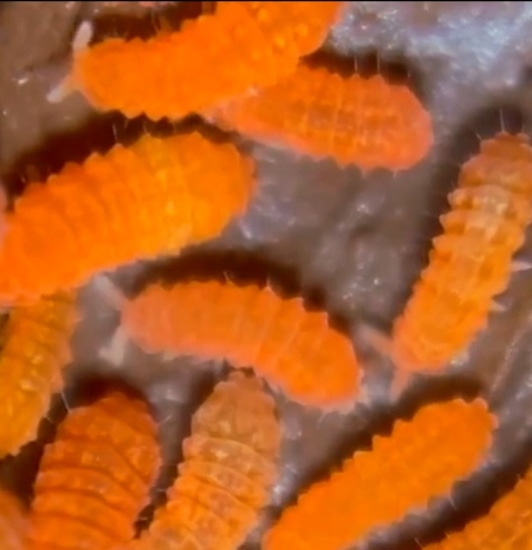 Orange Springtails Isopod by Reptilemon