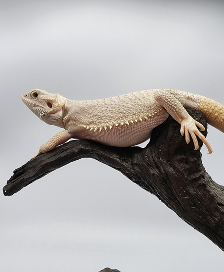 Hypo Zero Central Bearded Dragon by Reptilemon