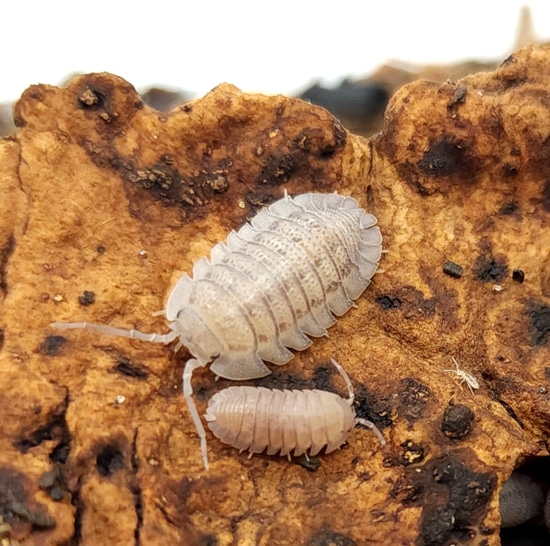 Sandstone | Armadillidium Scaberrimum Isopod by Reptilemon