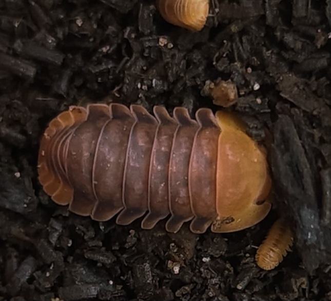 Pink Ducky | Cubaris Sp Isopod by Reptilemon - MorphMarket