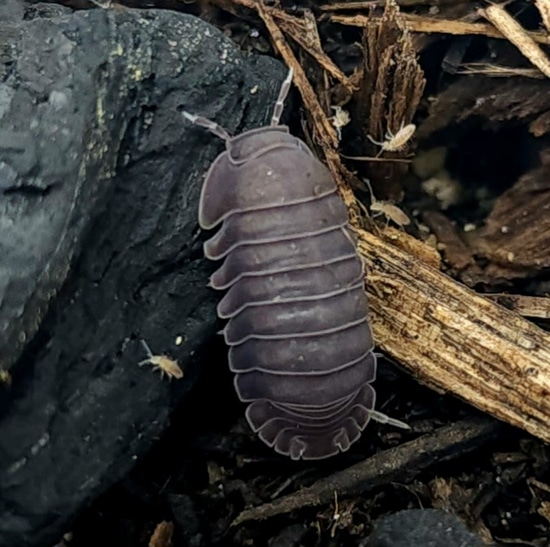 Black Panda | Cubaris SP Isopod by Reptilemon