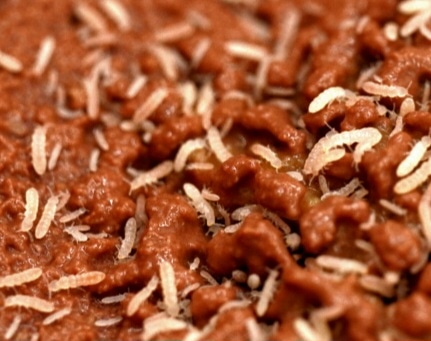 Temperate Springtails. Isopod by Reptilemon