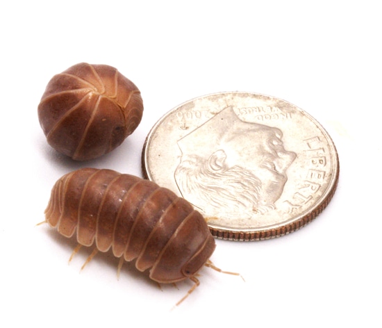 Officinalis Red | Armadillo Isopod by Reptilemon
