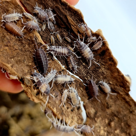 Powder Oreo Crumble | Porcellionides Pruinosus Isopod by Reptilemon