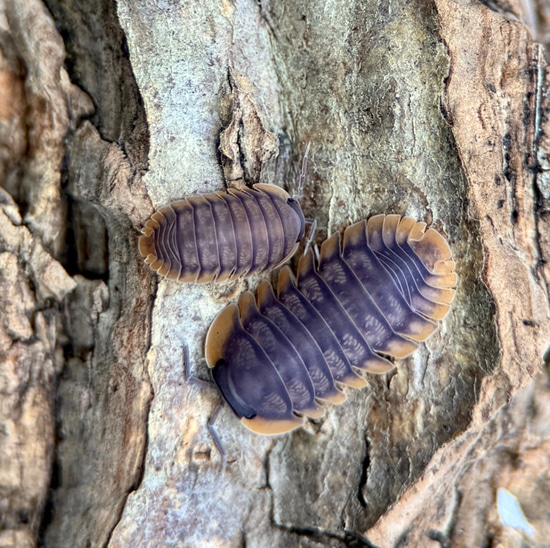 Red Edge | Cubaris Sp Isopod by Reptilemon