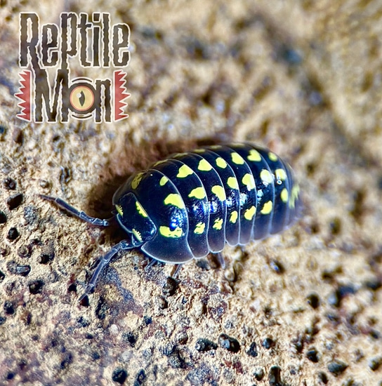 Yellow Spotted Gestroi | Armadillidium Gestroi Isopod by Reptilemon