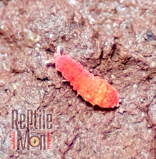 Orange Springtails Isopod by Reptilemon