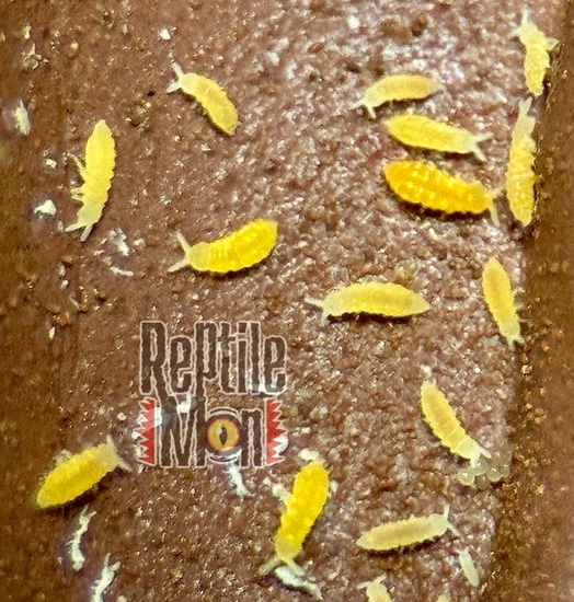 Yellow Albino Springtails | Ceratophysella Sp Isopod by Reptilemon