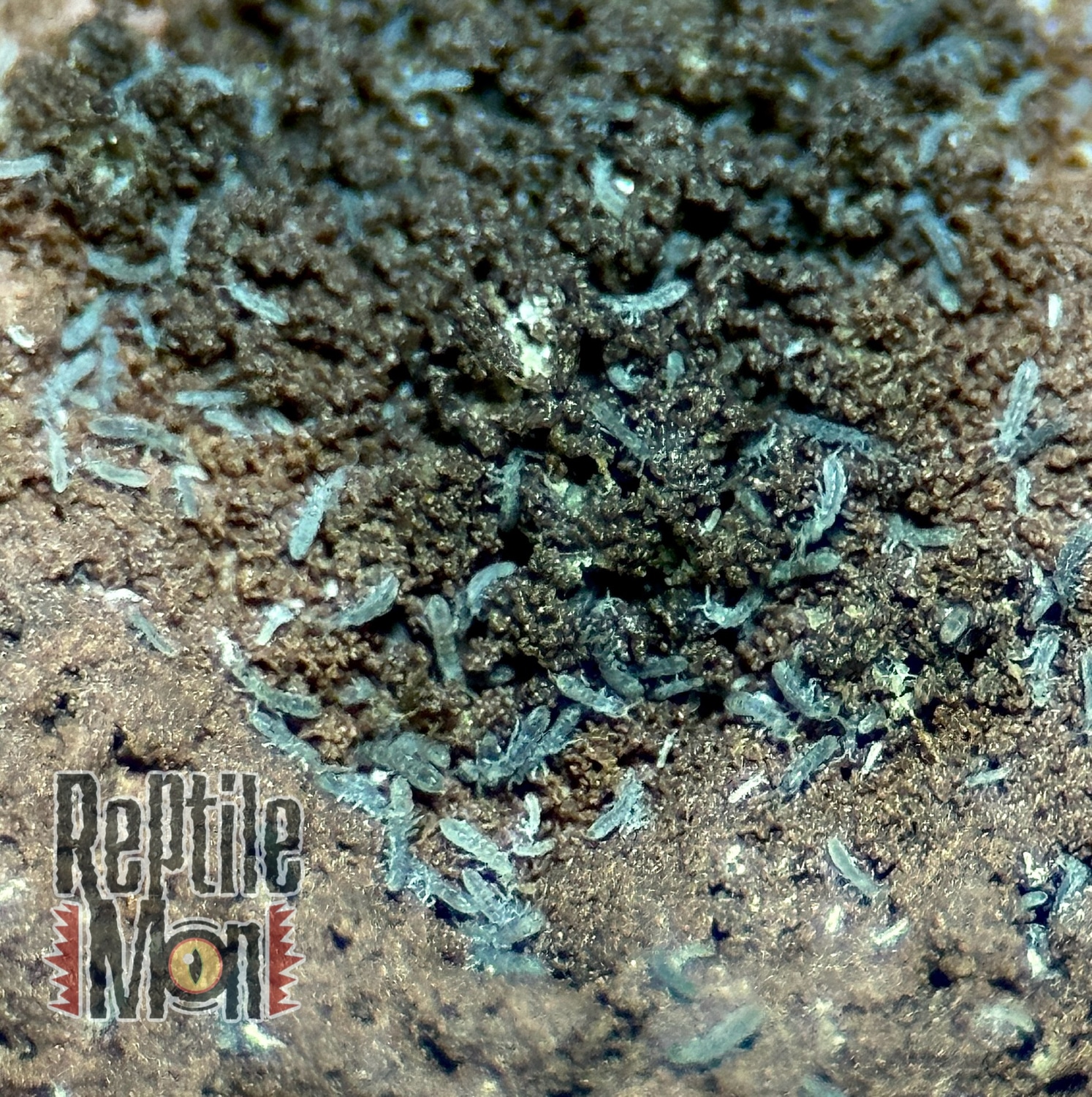 Blue Podura Springtails | Proisotoma Minuta