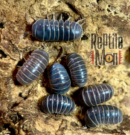 Officinalis Spain | Armadillo Isopod by Reptilemon