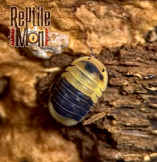 Bumblebee | Cubaris Sp Isopod by Reptilemon